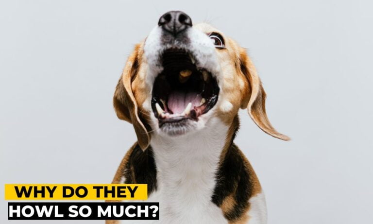 Why do Beagles Howl so much and How to Stop Them - Beagle Care