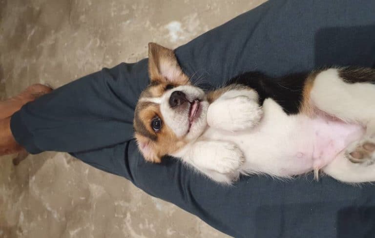 Why do Beagles like to cuddle? - Beagle Care