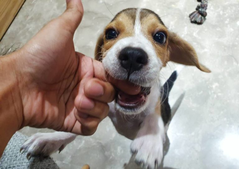 How to Stop Aggressive Behavior of your Beagle puppy? - Beagle Care