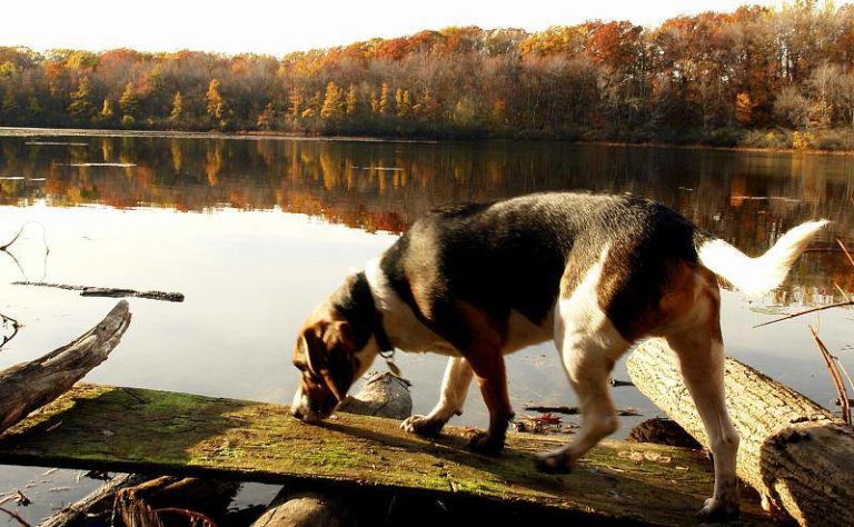 Beagle Reverse Sneezing: What it Sounds like and what to do? - Beagle Care