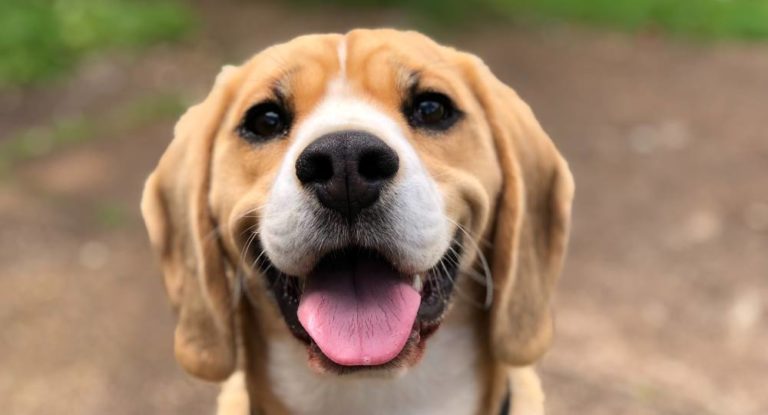 16 Reasons why Beagles are great dogs for first-time owners - Beagle Care