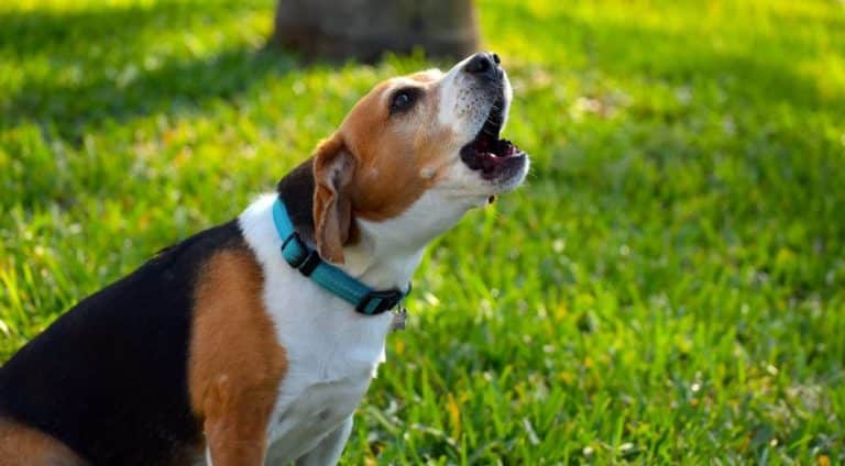 Beagle Reverse Sneezing: What it Sounds like and what to do? - Beagle Care