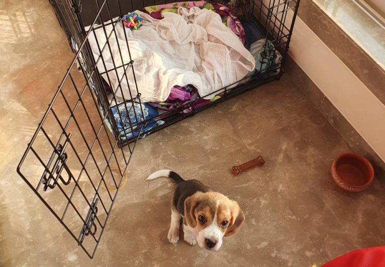 How Smart are Beagles? Test your Beagle's Intelligence - Beagle Care