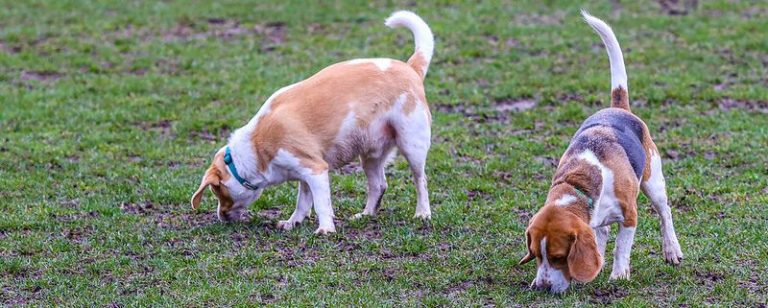9 Common Beagle Health Problems and how to Avoid them - Beagle Care
