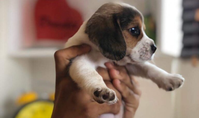 Beagle Puppy Care - A Complete Guide for Raising a Beagle Puppy ...