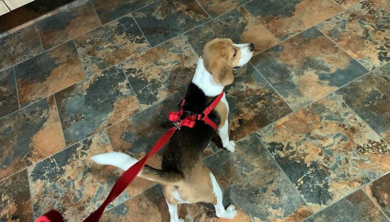 10 Common Beagle Behavior Problems and How to Fix Them - Beagle Care