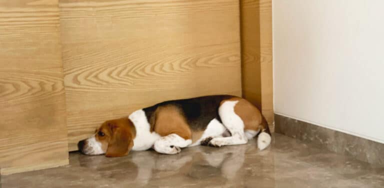 10 Common Beagle Behavior Problems and How to Fix Them - Beagle Care