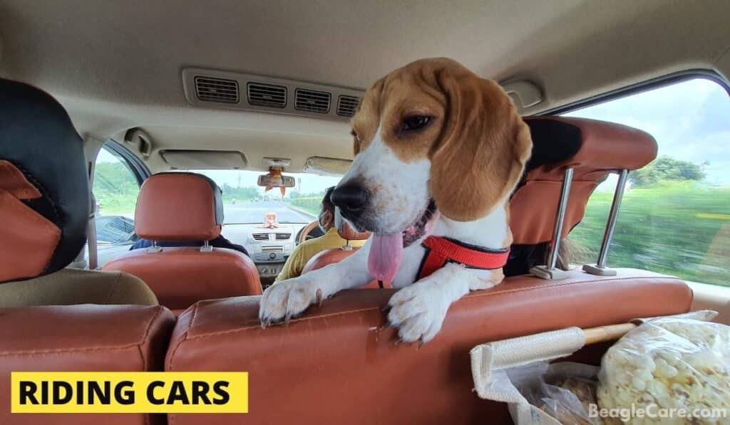 11 Things Beagles are Scared of and How to Deal with Them - Beagle Care