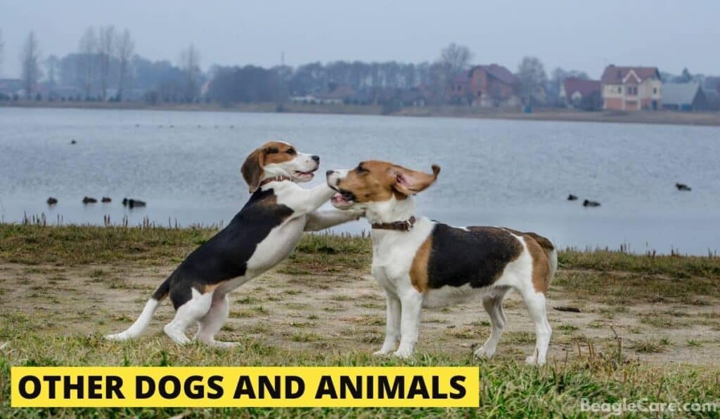 11 Things Beagles are Scared of and How to Deal with Them - Beagle Care