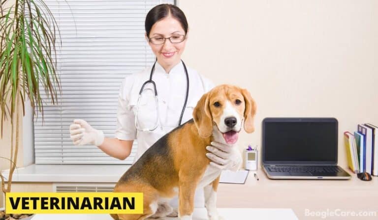 11 Things Beagles are Scared of and How to Deal with Them - Beagle Care