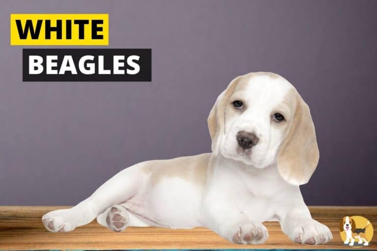 White Beagles - Everything you need to know - Beagle Care