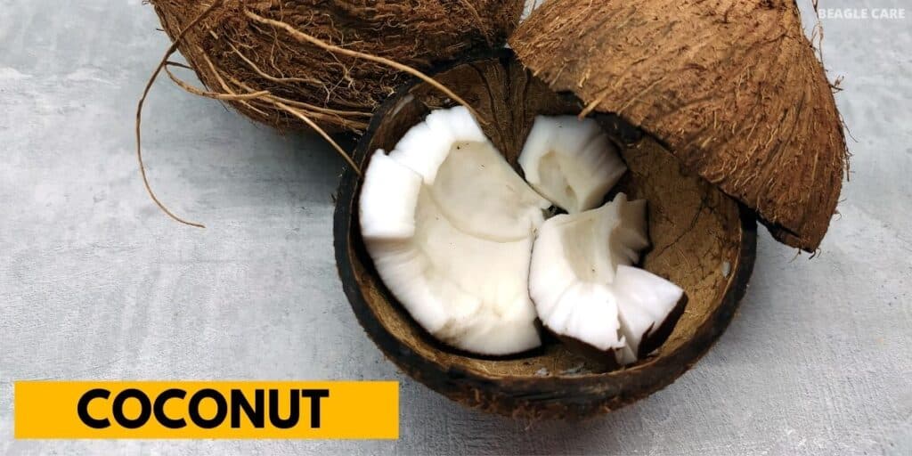 21 Fruits your Beagle Can Eat (with Feeding Guide) - Beagle Care