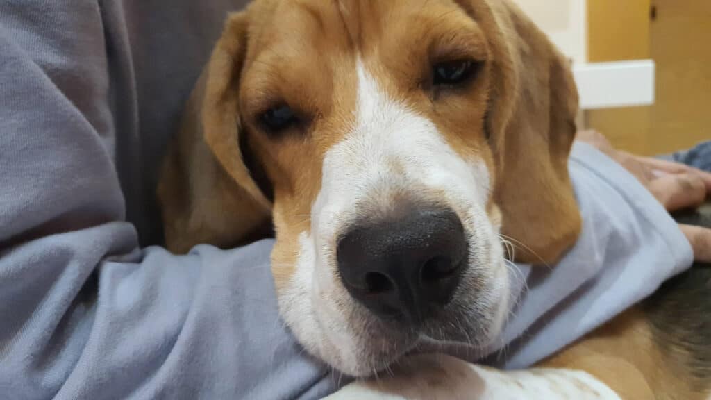 9 Important Tips for First Time Beagle Owners - Beagle Care