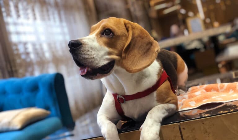 9 Important Tips for First Time Beagle Owners - Beagle Care
