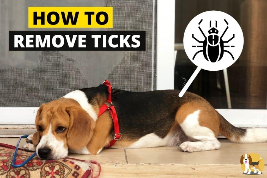 How to Remove Ticks and Fleas from your Beagle - Beagle Care