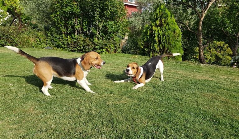 Are Beagles Better in Pairs? - Beagle Care