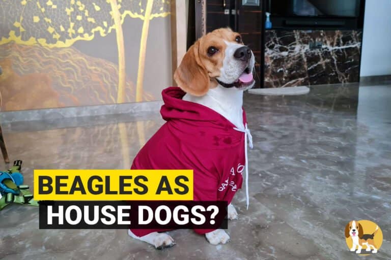 Are Beagle Good House Dogs? An Owner's Opinion - Beagle Care