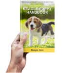 Beagle Colors - Various Combinations, Markings and Types - Beagle Care