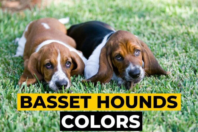 Basset Hound Colors - Various Combinations, Markings, and Types ...