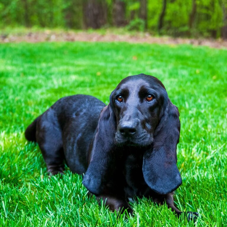 Basset Hound Colors - Various Combinations, Markings, and Types ...