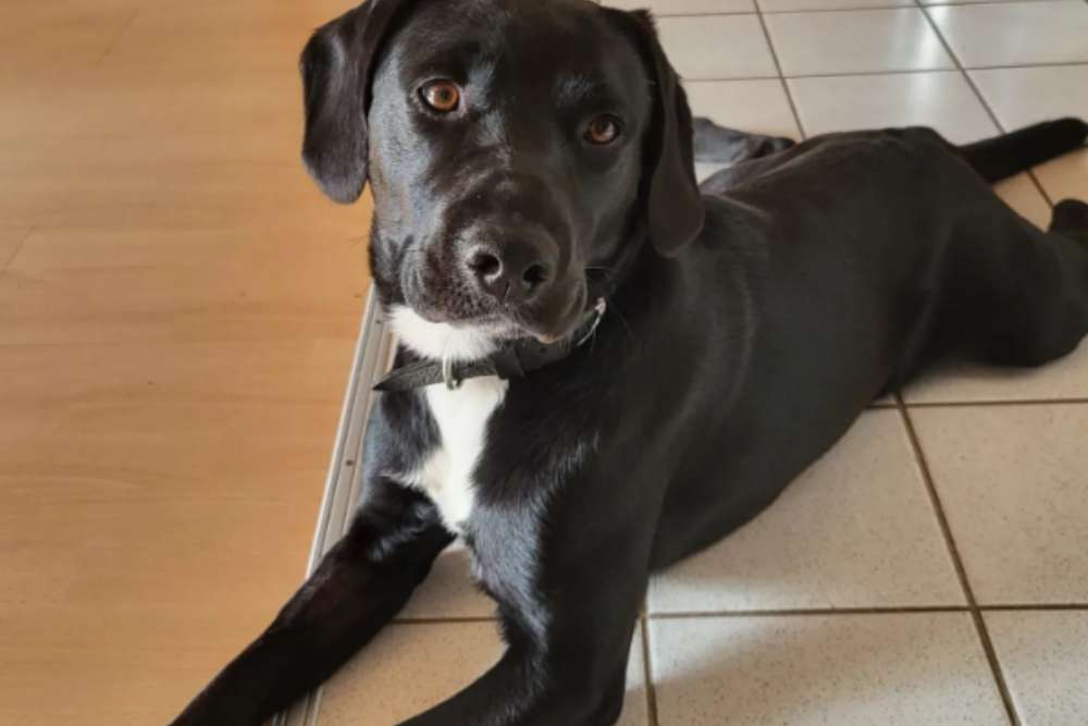 Black Beagle Lab Mix