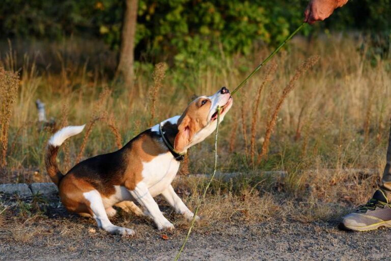 9 Worst Things About Having a Beagle - Beagle Care