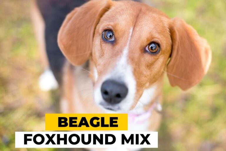 Beagle Care - All about Beagle's Health and Happiness