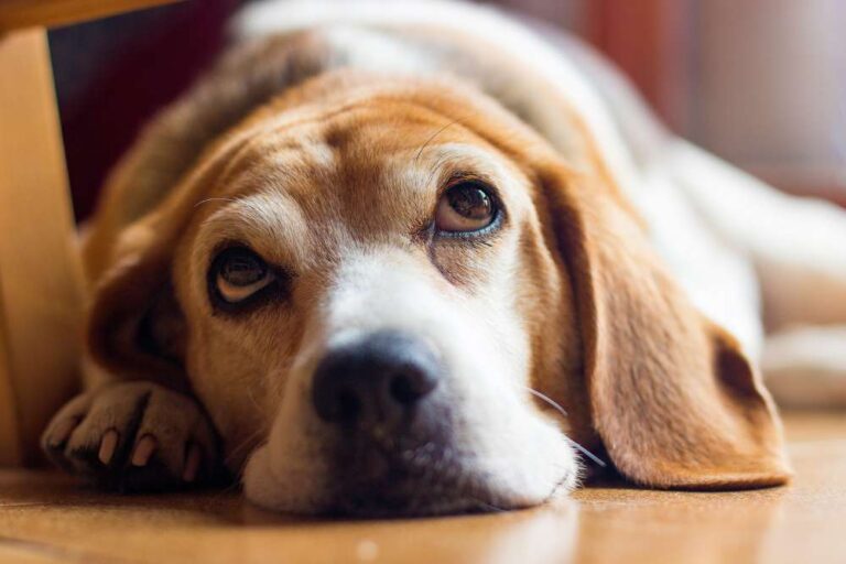 7 Possible Reasons why Beagle Won't stop Whining! - Beagle Care